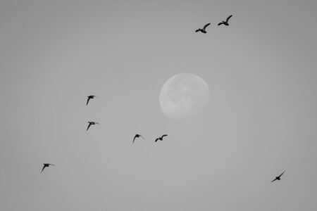 Why Lunar Phases Affect Bird Migrations